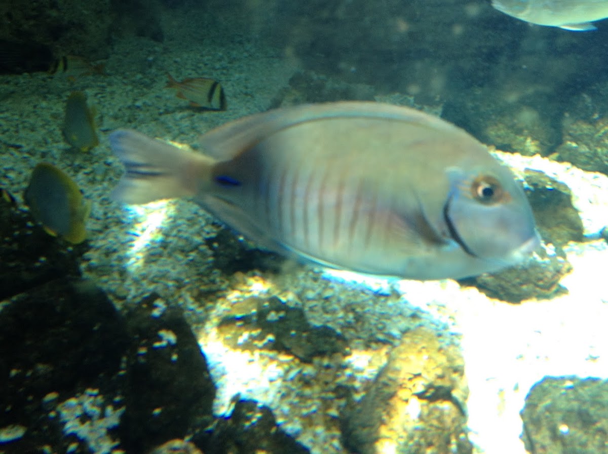 Mimic Surgeonfish | Project Noah