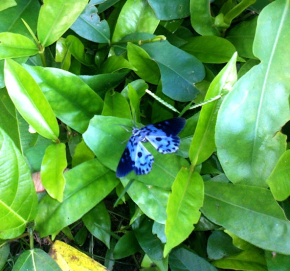 Blue Tiger Moth | Project Noah