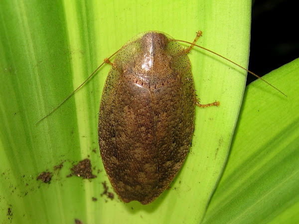 Dried Leaf Cockroach | Project Noah