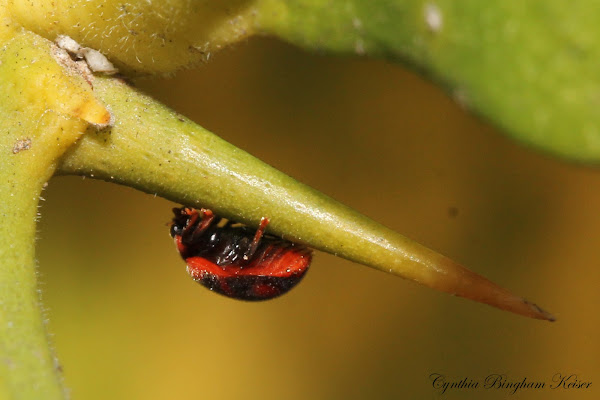 Vedalia Beetle | Project Noah