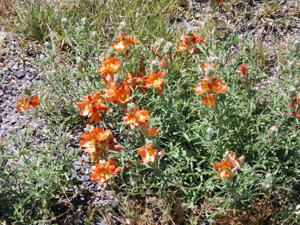 Copper Mallow | Project Noah