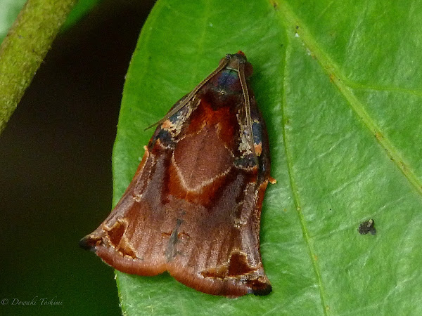 Tortrix Moth | Project Noah