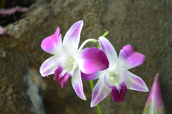 Orchids | Project Noah