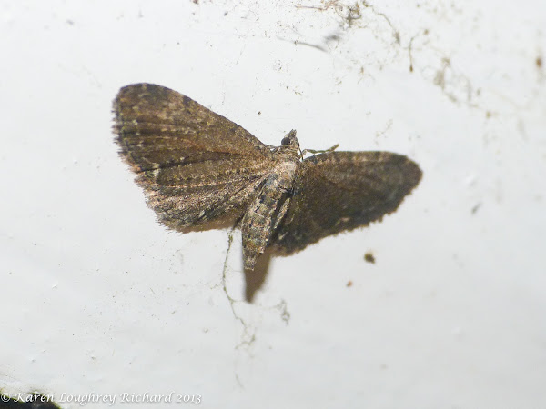 Pug moth | Project Noah