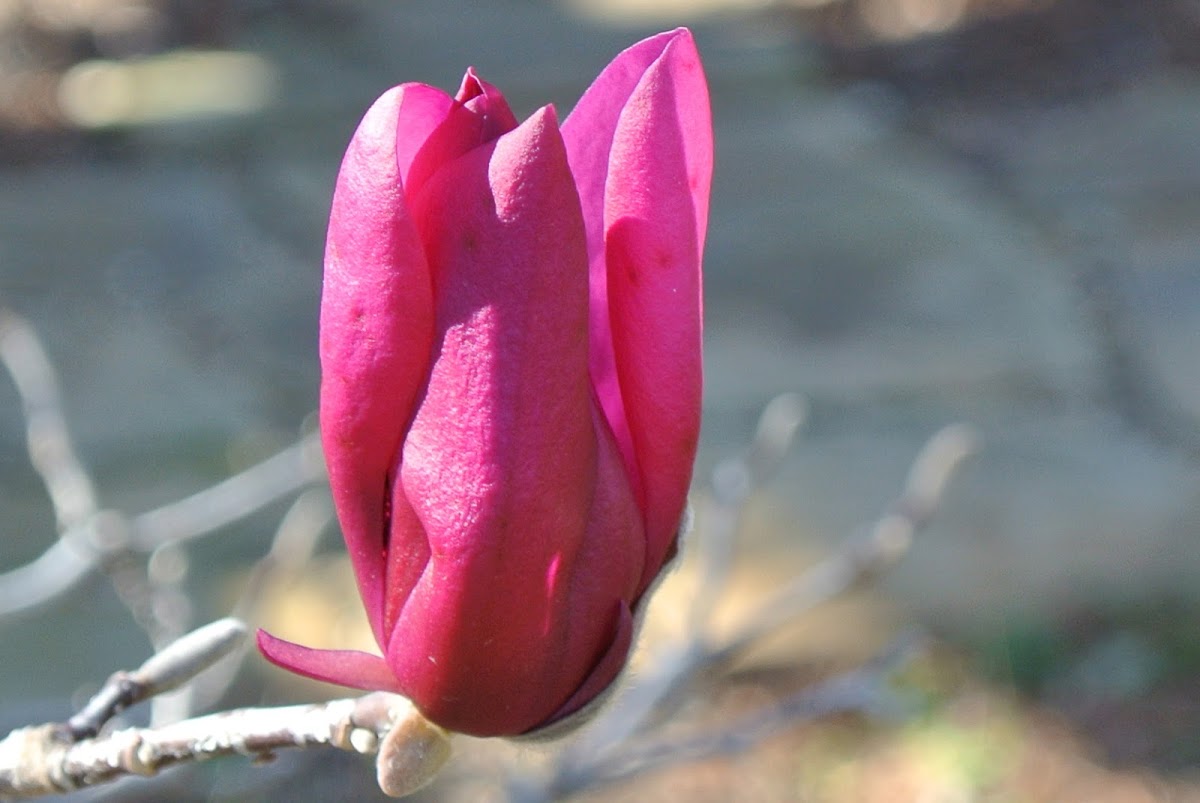 Saucer Magnolia or Tulip Tree | Project Noah