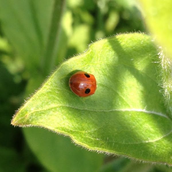 2-Spot ladybird | Project Noah