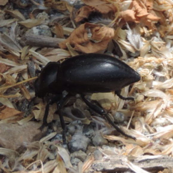 Pinacate Beetle | Project Noah