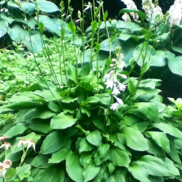 Hosta "Devon Green" | Project Noah