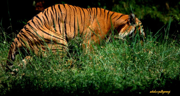 Bengal Tiger | Project Noah