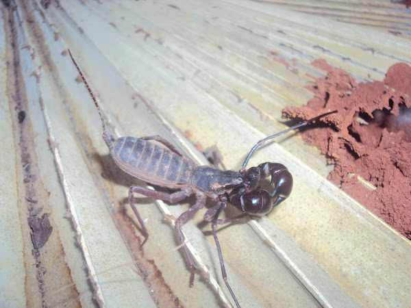 Whip scorpion or Vinegarone | Project Noah