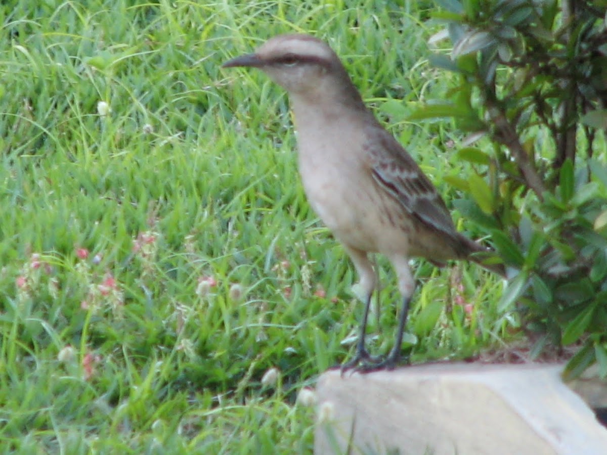 Chalk-browed Mockingbird | Project Noah