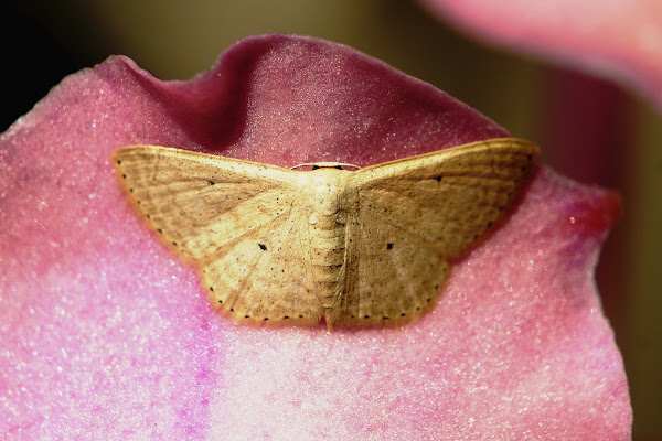 Scopula Geometrid Moth | Project Noah
