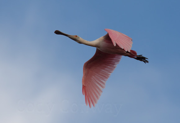 Roseate Spoonbill | Project Noah