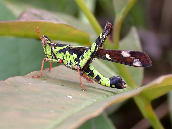 Conjoined Spot Monkey-grasshopper | Project Noah