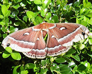 Ceanothus Silk Moth | Project Noah