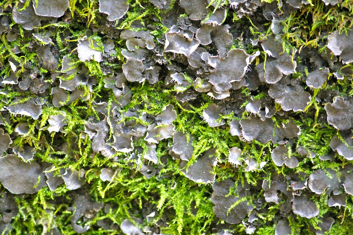 Dog lichen | Project Noah