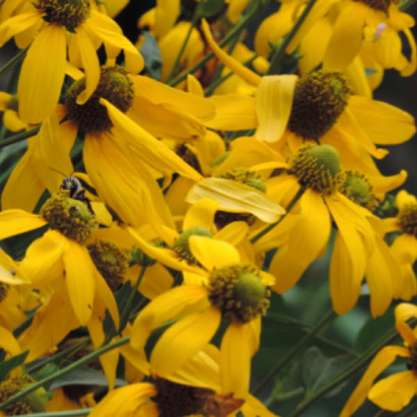 Cutleaf Coneflower | Project Noah