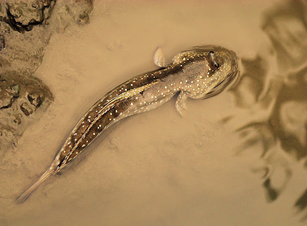 Mudskipper | Project Noah