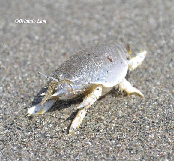 Imagenes cochitos - Imagui