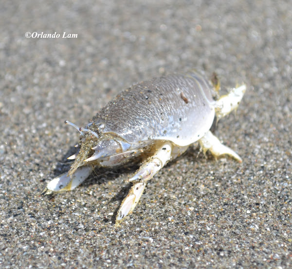 Cochito de mar | Project Noah