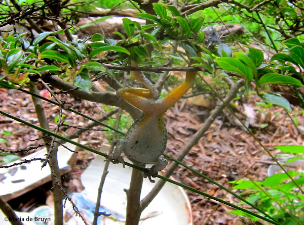 Cope's gray tree frog | Project Noah