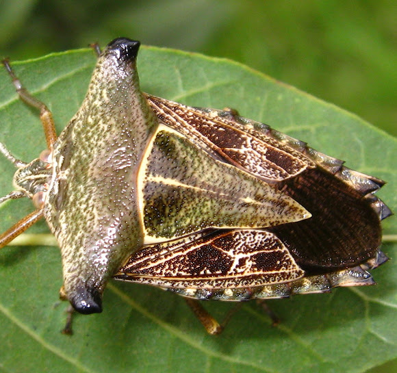 Big stink bug | Project Noah