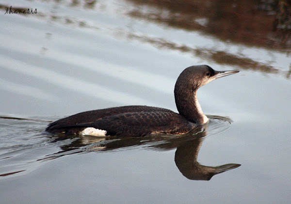 Black-throated Loon | Project Noah