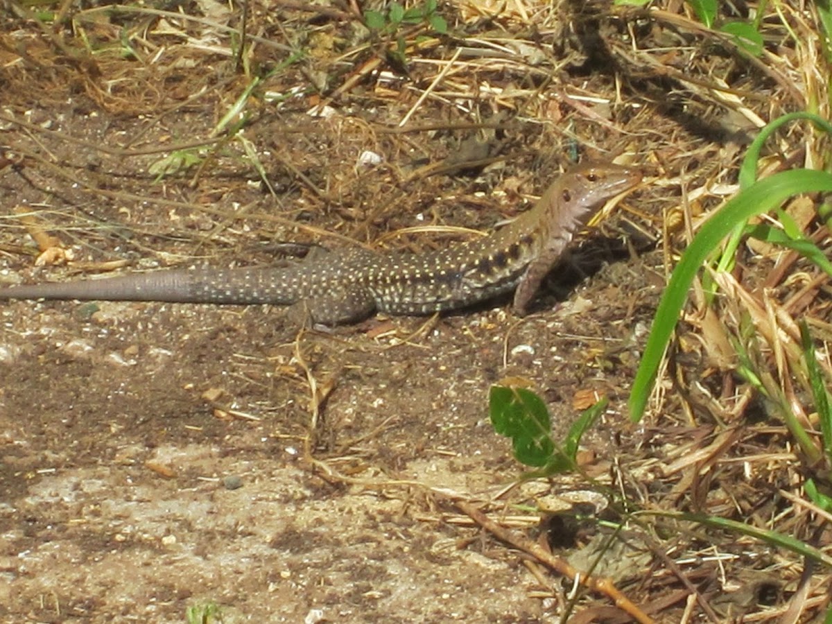 Siguana Ameiva exsul | Project Noah