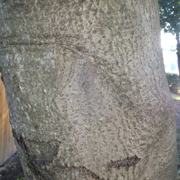 American Holly | Project Noah