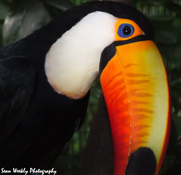 Toco Toucan | Project Noah