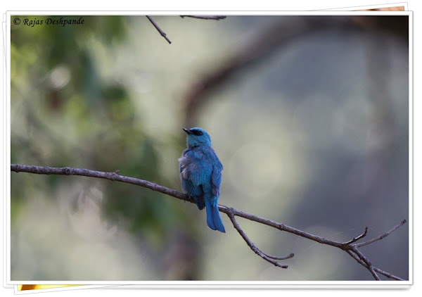 Verditer Flycatcher | Project Noah