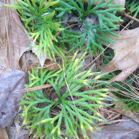 Ground Cedar | Project Noah