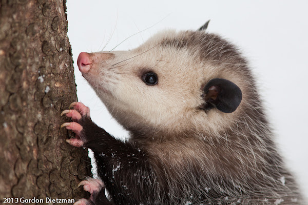 Virginia Opossum | Project Noah