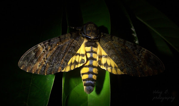Death Head's hawk moth | Project Noah