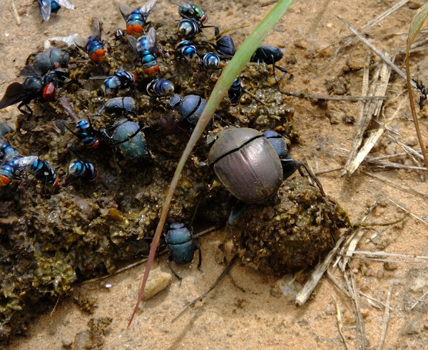 dung beetle | Project Noah