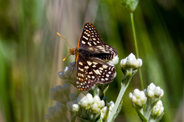 Variable Checkerspot | Project Noah