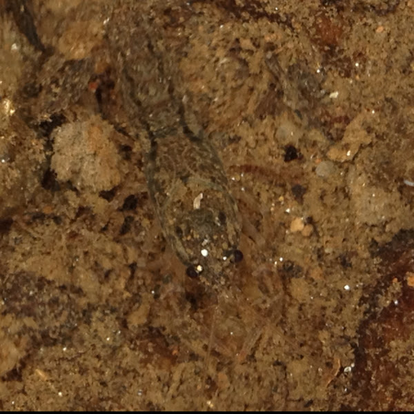 Appalachian Brook Crayfish | Project Noah