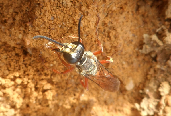 Digger wasp | Project Noah