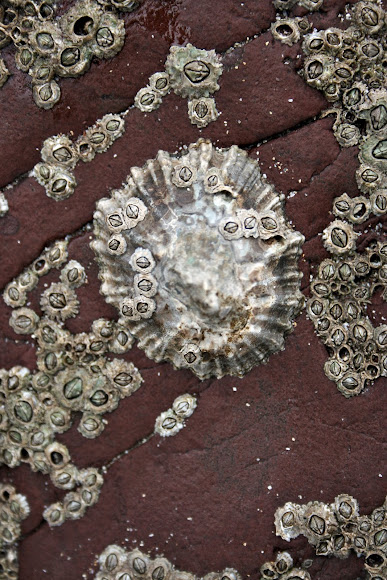 Semibalanus balanoides | Project Noah