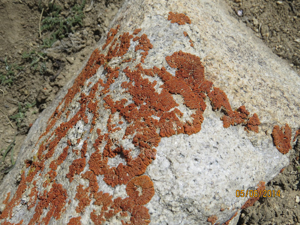 Lichen | Project Noah