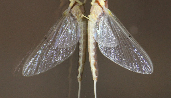 Giant mayfly | Project Noah