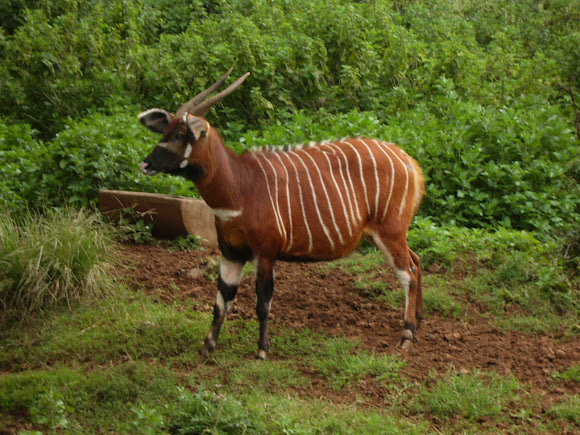 Western Bongo | Project Noah
