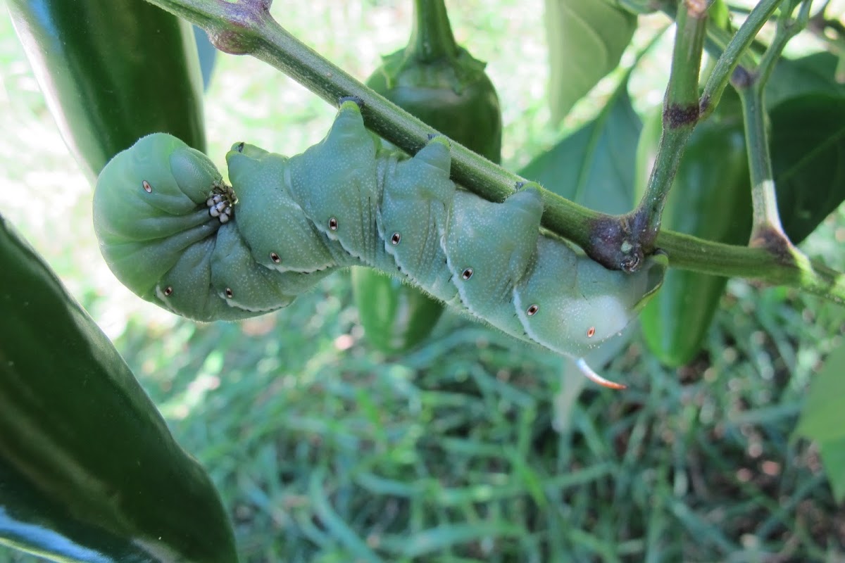 Tobacco Hornworm | Project Noah