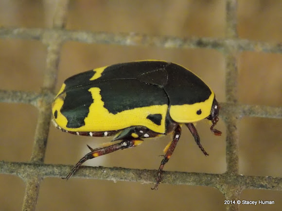 African fruit beetle | Project Noah