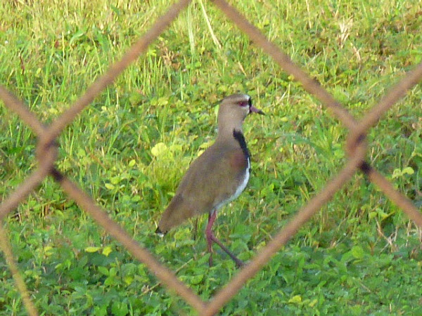 Southern Lapwing | Project Noah