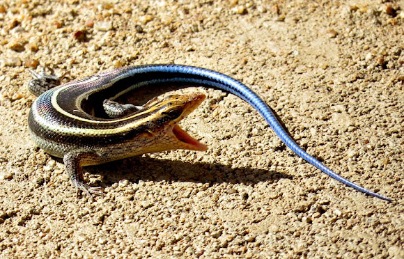 Rainbow skink | Project Noah