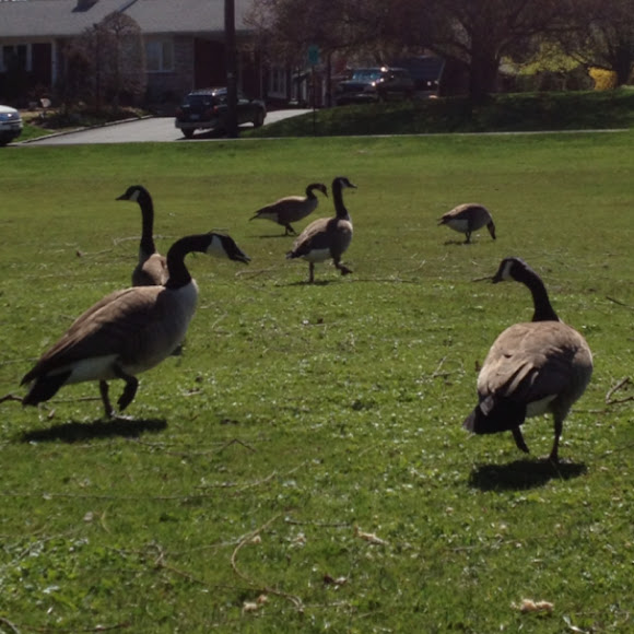 Canada goose | Project Noah