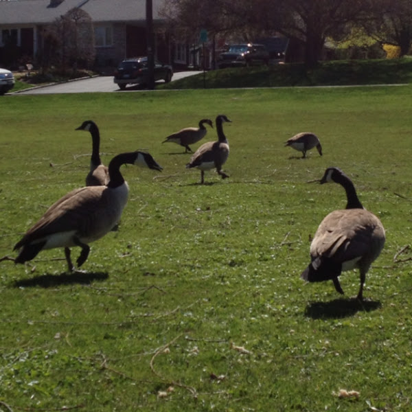 Canada goose | Project Noah