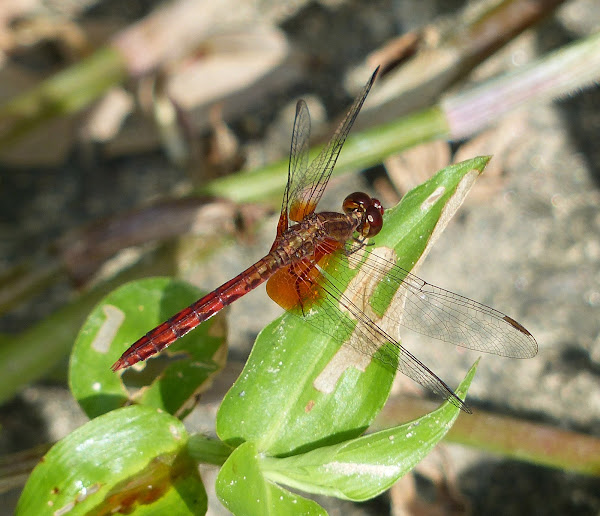 Dragonfly | Project Noah