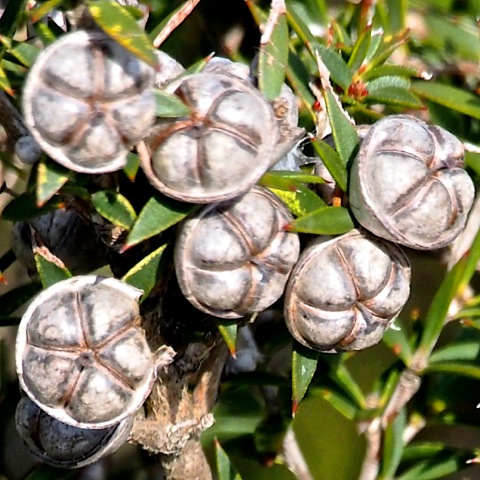 Prickly Tea-tree | Project Noah